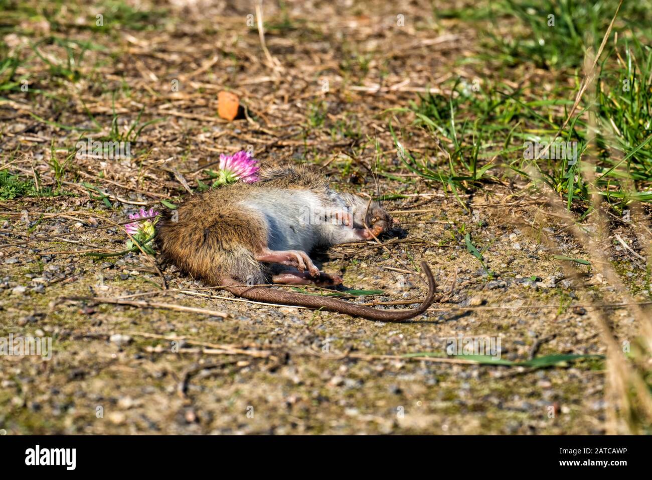 Old dead rat lies on the ground Stock Photo - Alamy
