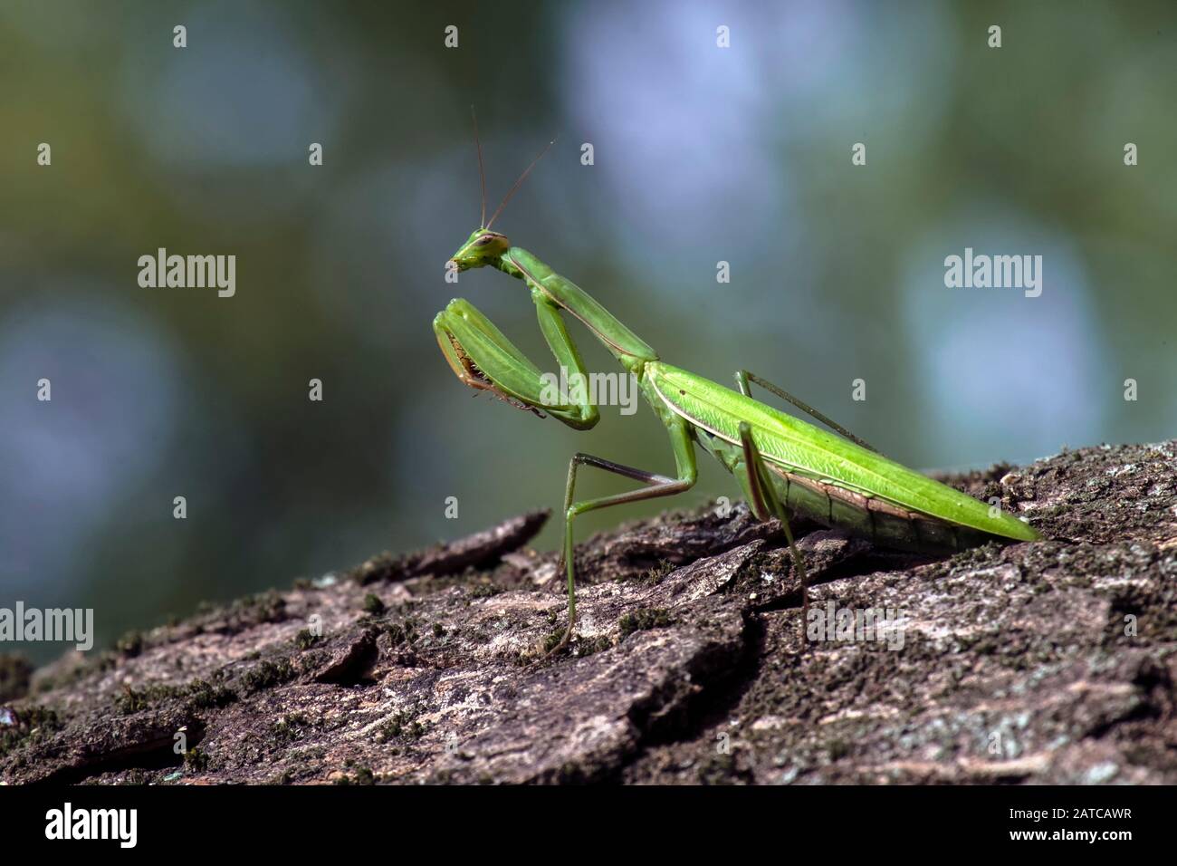 Praying mantis froze in a pose of a prayer (Mantis religiosa Stock ...