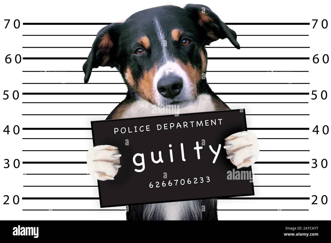 Funny criminal prison hi-res stock photography and images - Alamy