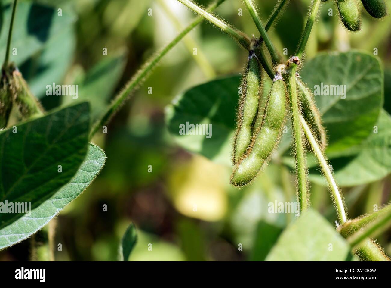 Beautiful soy plantation glycine hi-res stock photography and images ...