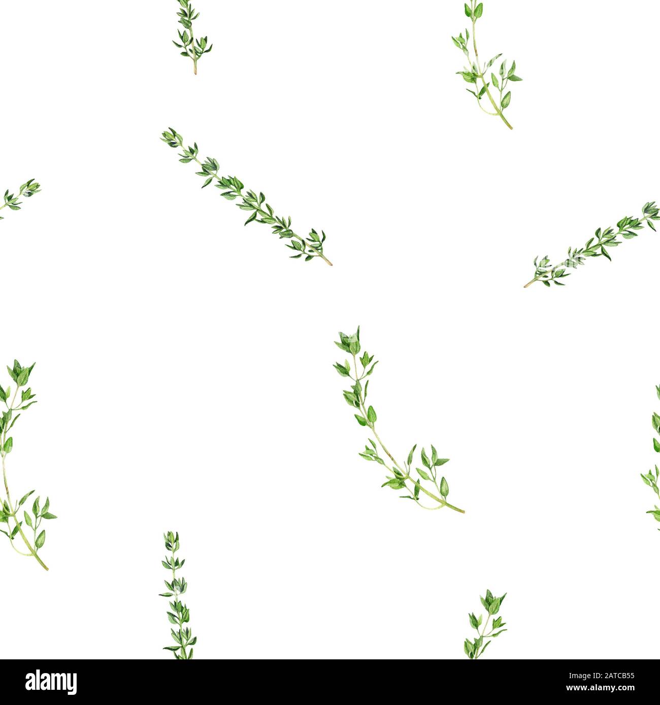 Thyme illustration hi-res stock photography and images - Alamy