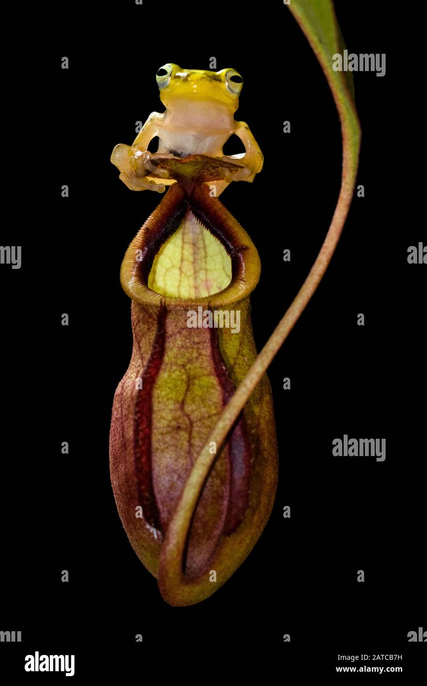 Pitcher Plant Eating Frog