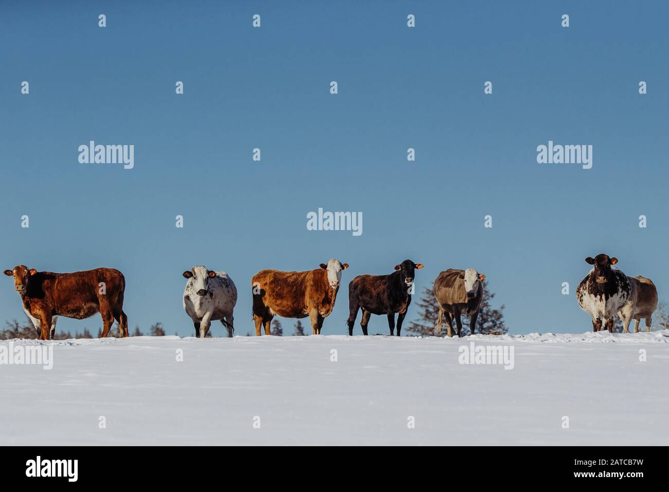 Row of cows hi-res stock photography and images - Alamy