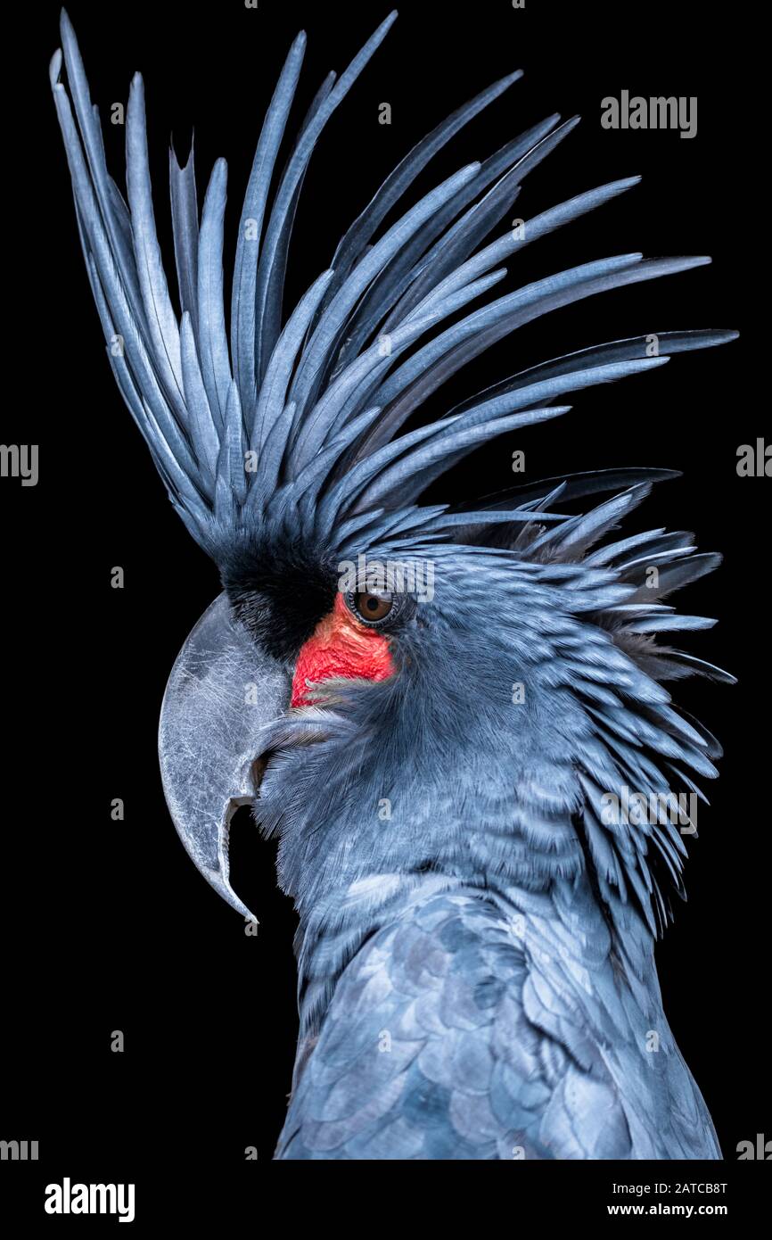 Portrait of a King Cockatoo, Indonesia Stock Photo - Alamy