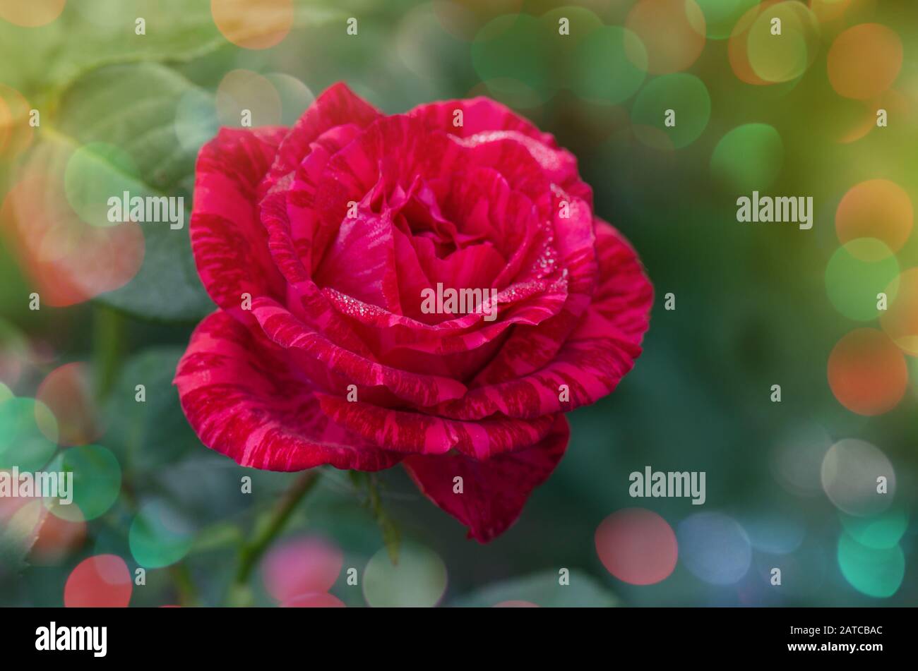Choosing the best tabby roses for floral bouquets. Lovely zonate red ...
