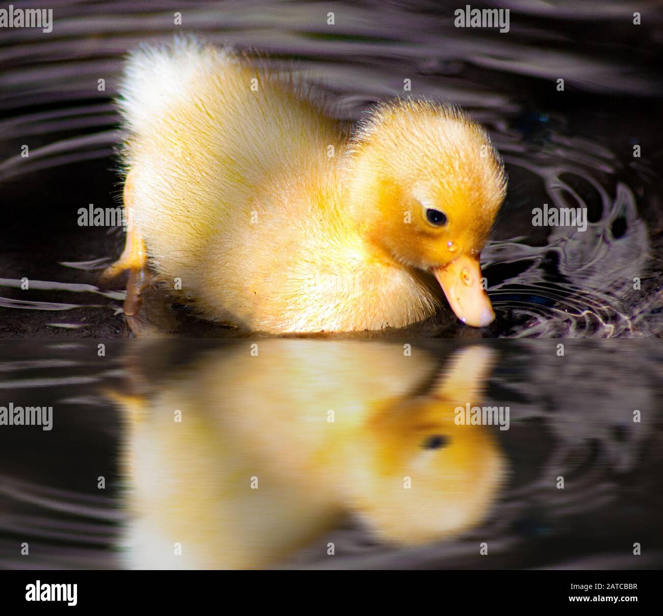 Close-up of a duckling swimming in a river, South Africa Stock Photo ...