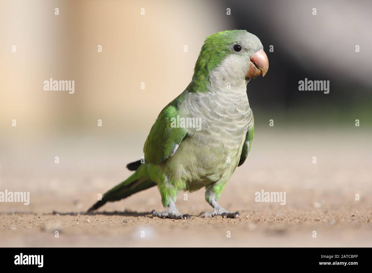Monk parakeet hi-res stock photography and images - Alamy