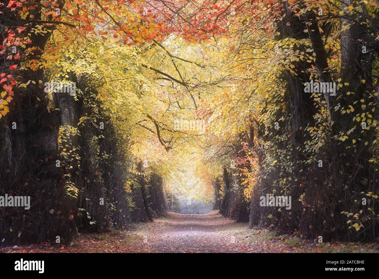 Treelined road through the forest, County Cork, Munster, Ireland Stock ...