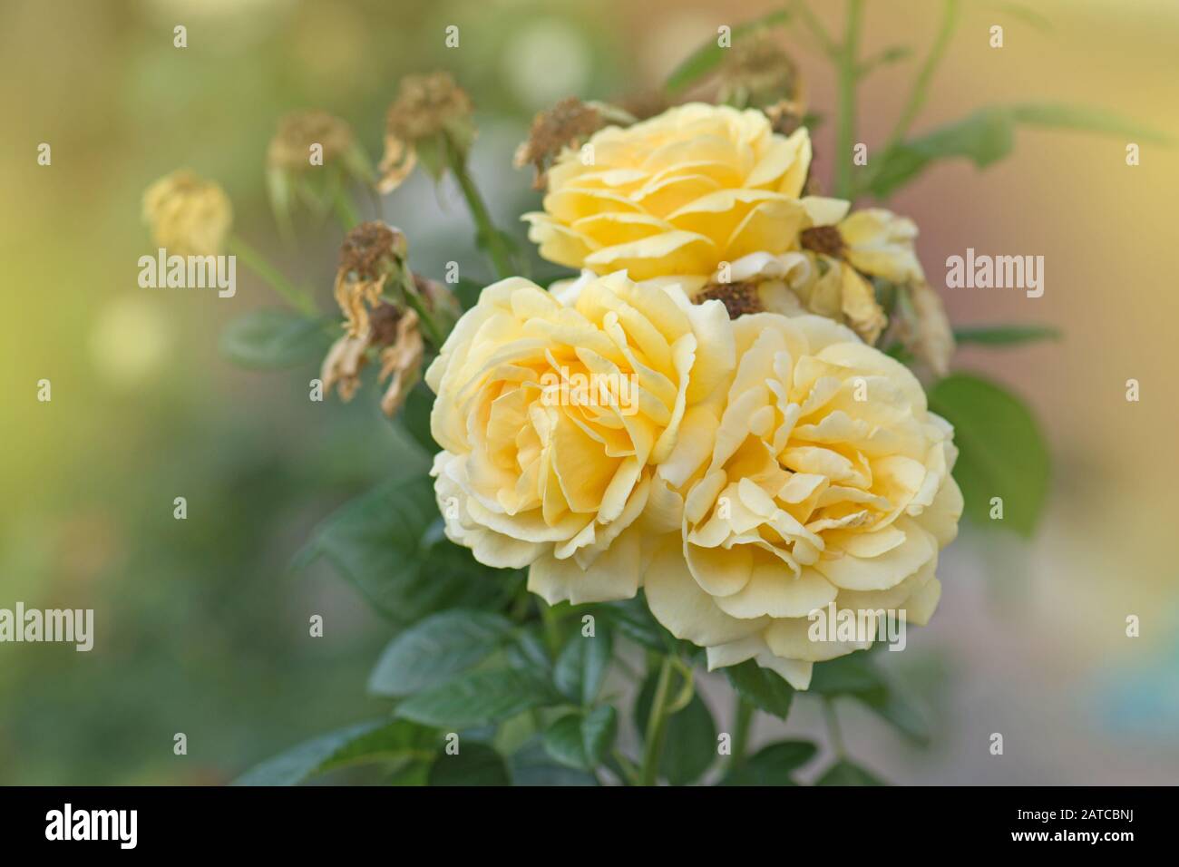 Rose with healthy leaves and flowers without pests. Beautiful yellow ...