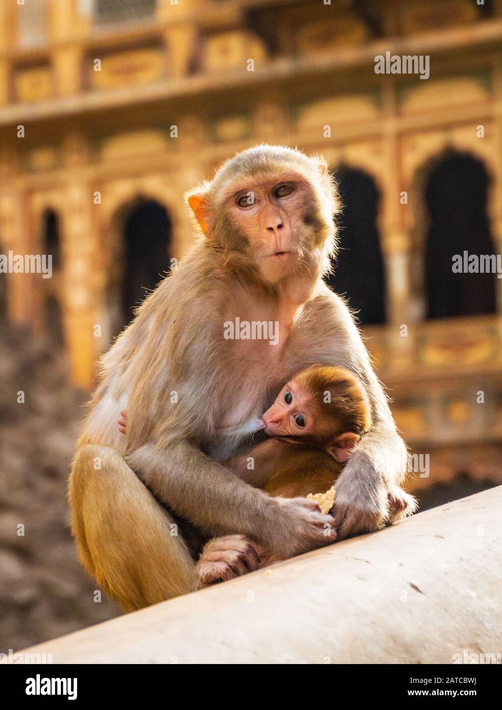 The Monkey temple in Jaipur, India Stock Photo - Alamy