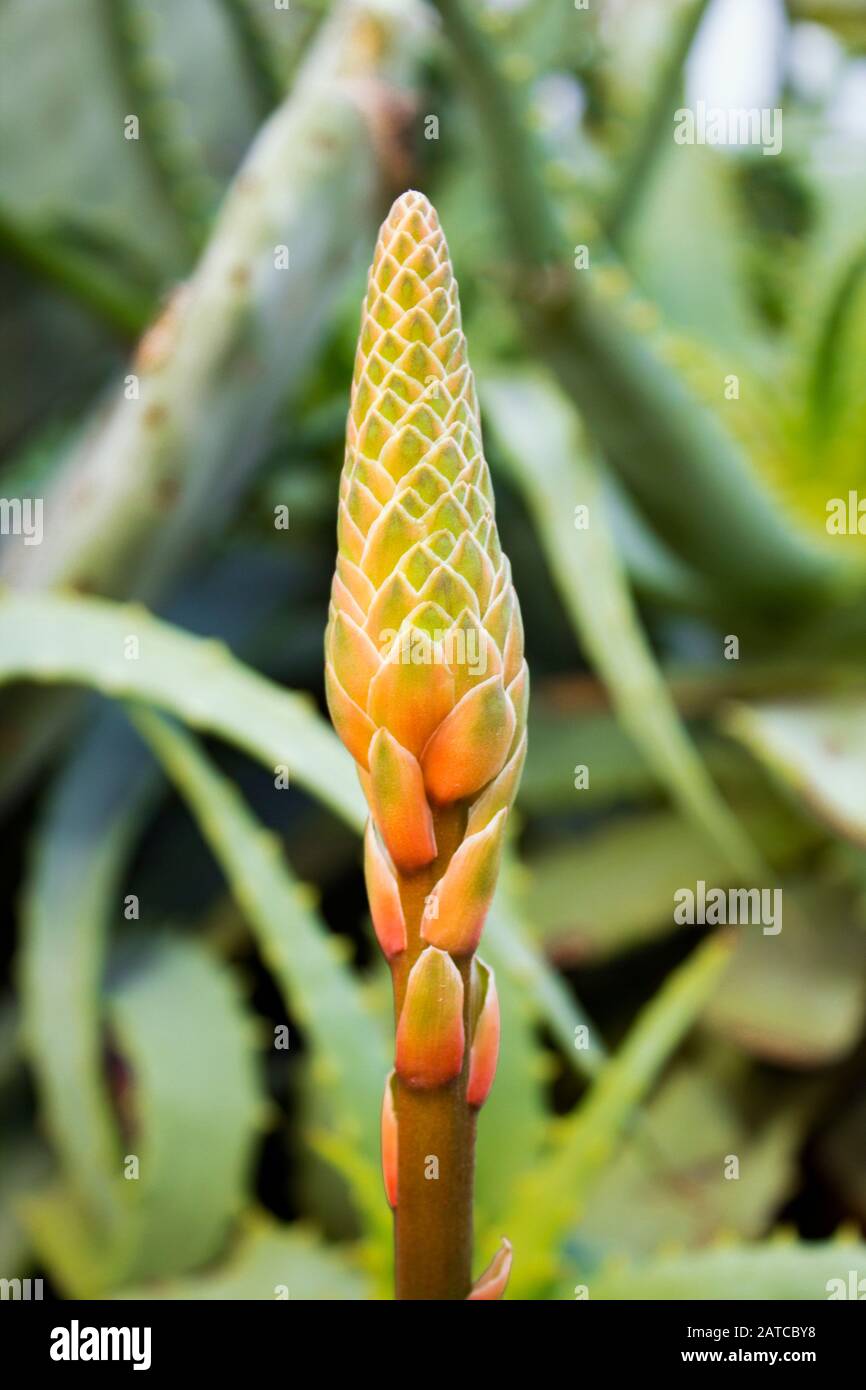 Genus aloe hi-res stock photography and images - Alamy