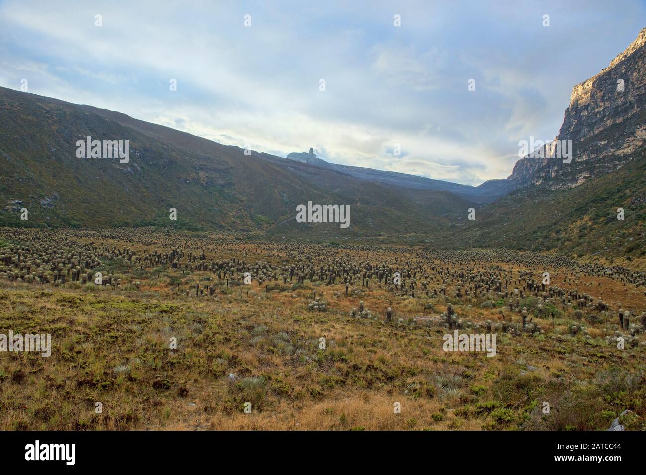 Pulpito del Diablo peak rises over frailejones and the high altitude ...
