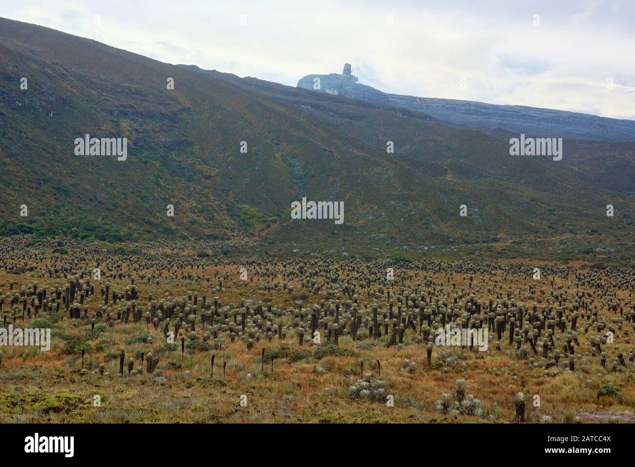Pulpito del Diablo peak rises over frailejones and the high altitude ...