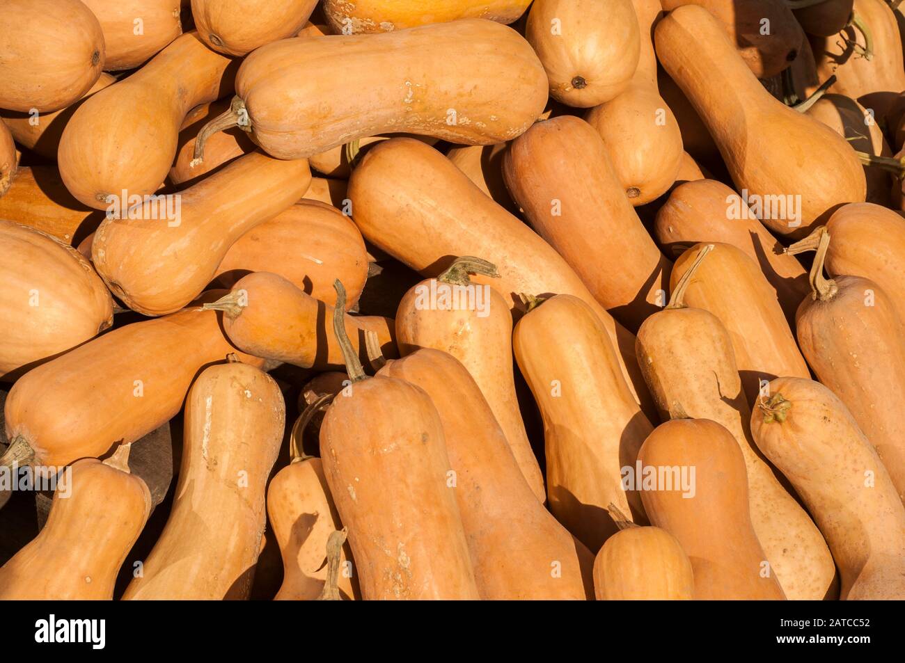 Pile of butternut Matilda pumpkins closeup as background Stock Photo ...