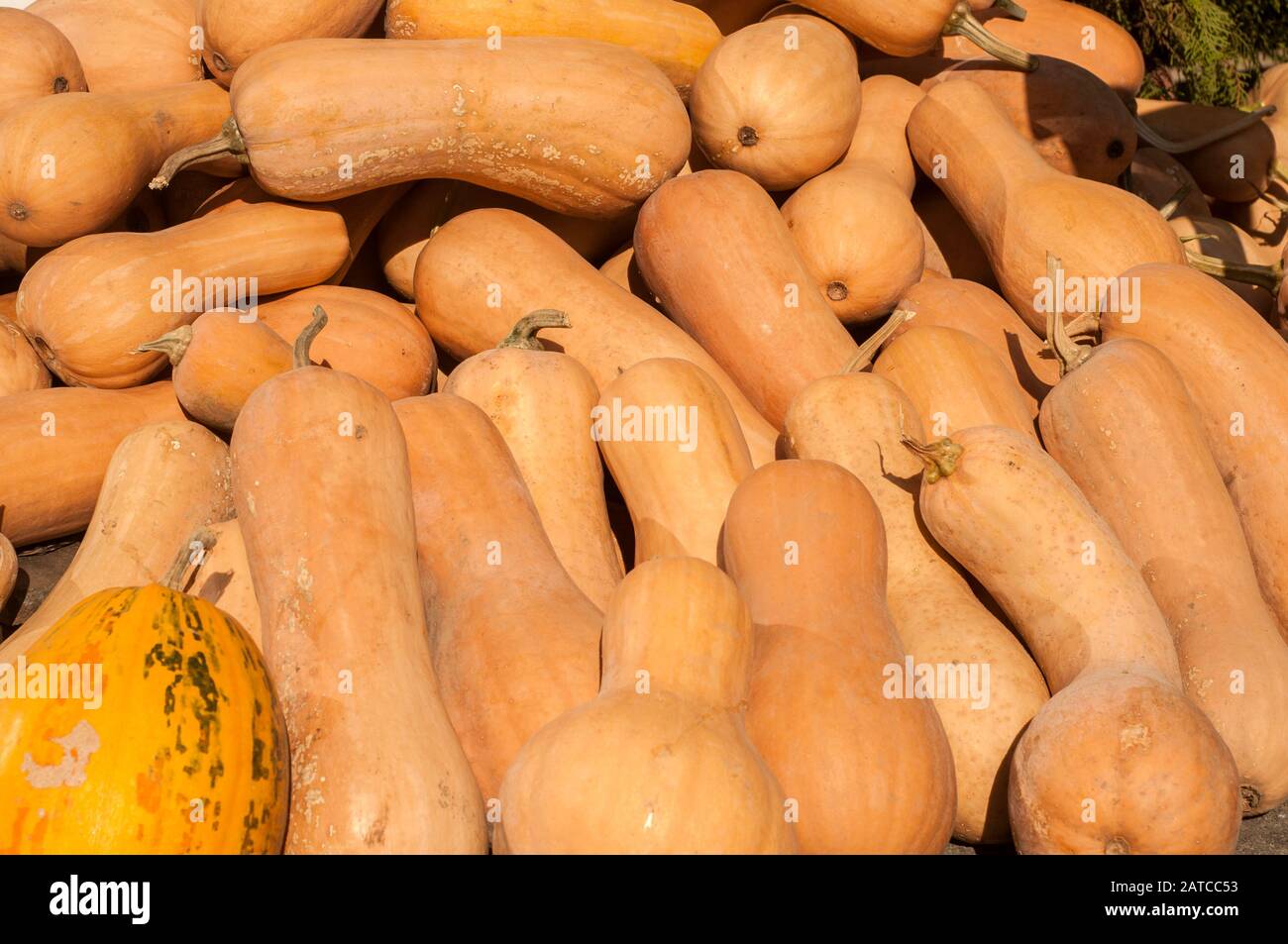 Pile of butternut Matilda pumpkins closeup as background Stock Photo ...