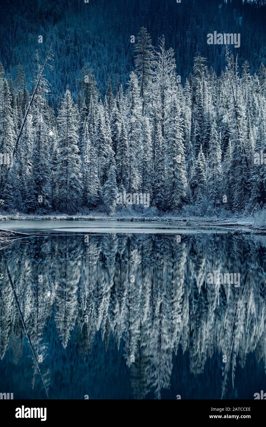 Trees reflected in Emerald Lake, Banff National Park, Alberta, Canada ...