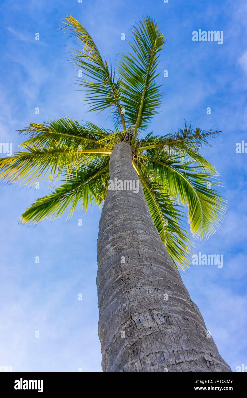Tops of palm trees hi-res stock photography and images - Alamy