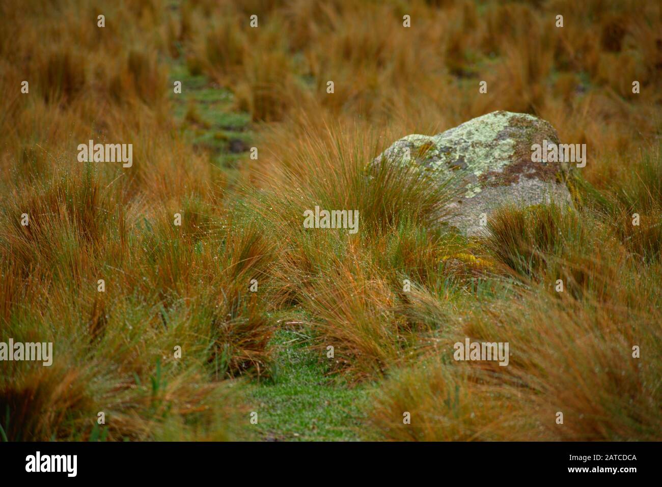 Ichu Grass High Resolution Stock Photography and Images - Alamy