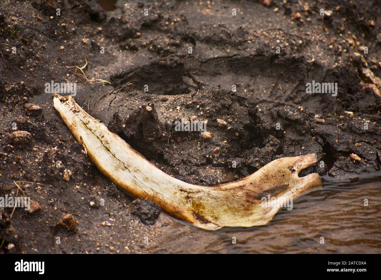 Cow jaw bone hi-res stock photography and images - Alamy