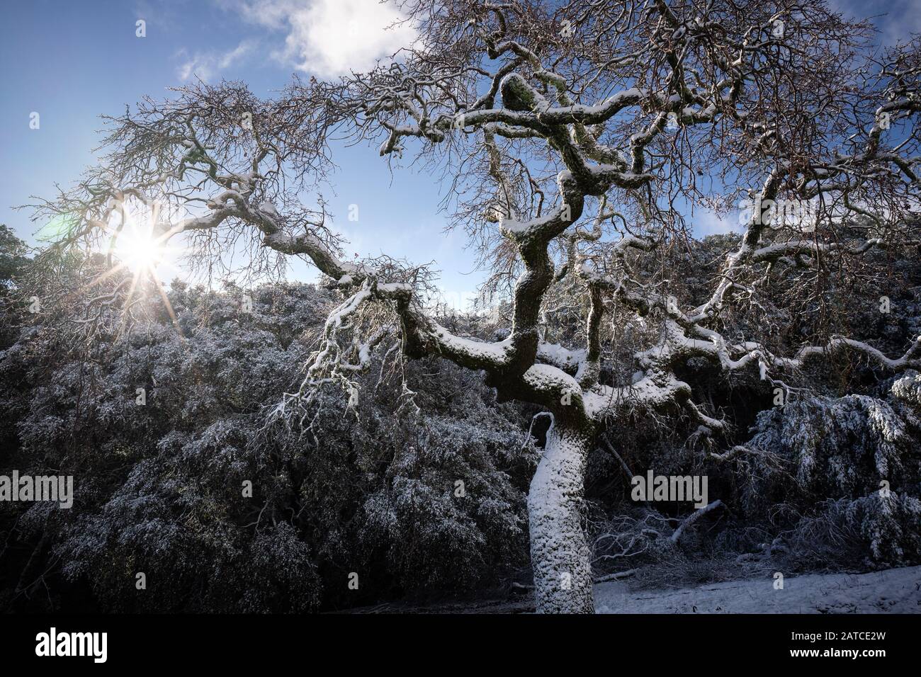 Snow Covered Oak Tree, Morgan Territory Regional Preserve, California ...