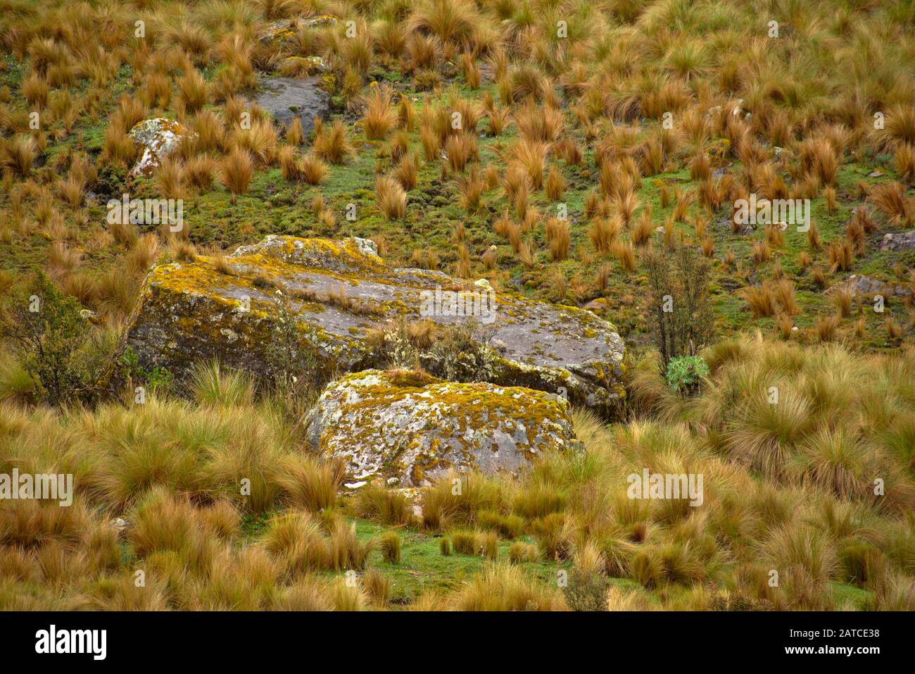 Ichu grass meadow landscape in Huascarán National Park peru Stock Photo ...