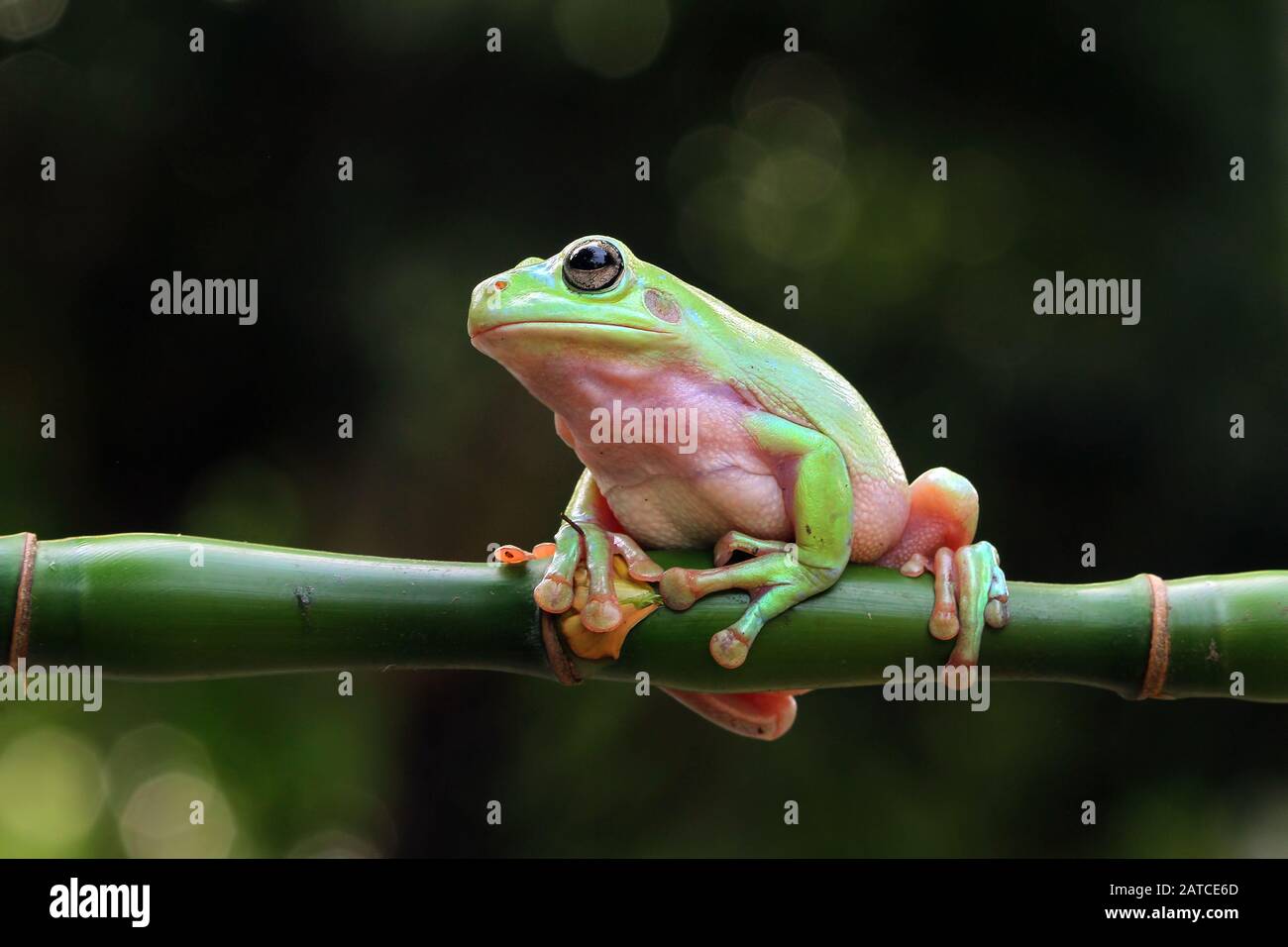Australian wild animals hi-res stock photography and images - Alamy