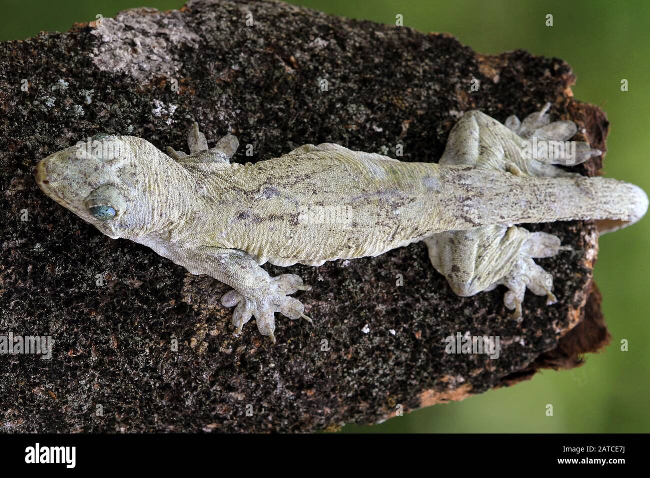 Halmahera gecko hi-res stock photography and images - Alamy