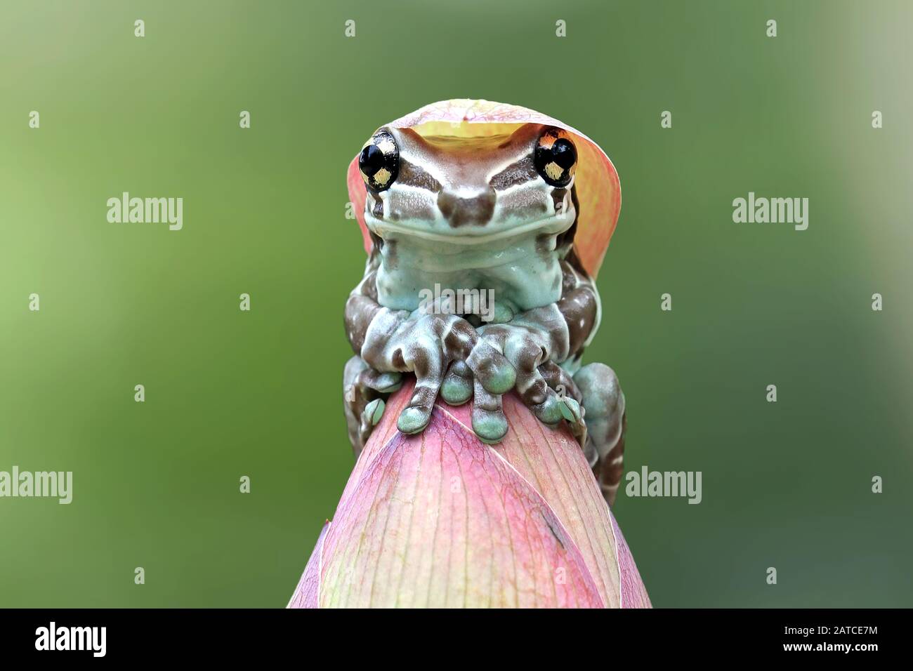 Milk frog hi-res stock photography and images - Alamy