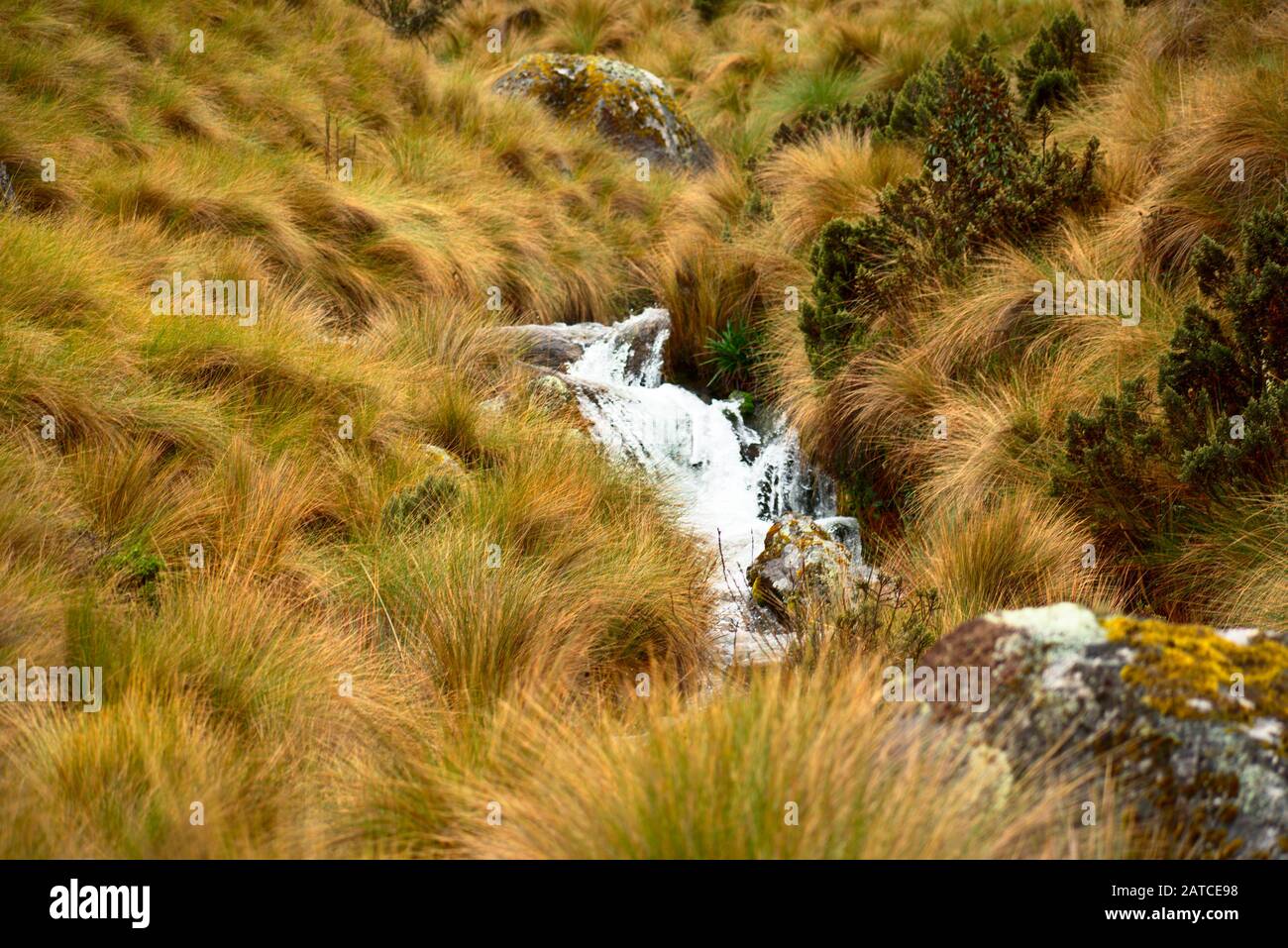 Ichu grass hi-res stock photography and images - Alamy