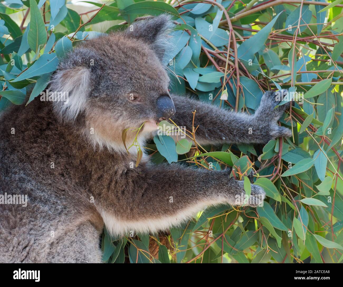 Koala eating leaves hi-res stock photography and images - Alamy