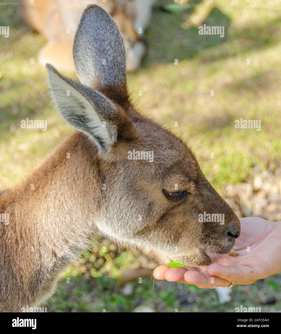 Western grey kangaroo (Macropus fuliginosus melanops) eating out of a ...