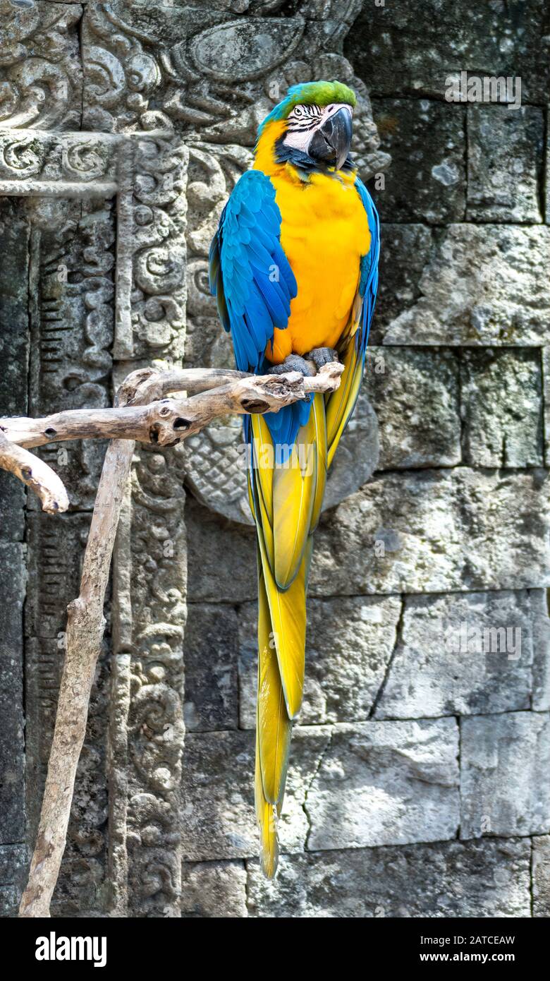 Ara ararauna hi-res stock photography and images - Alamy