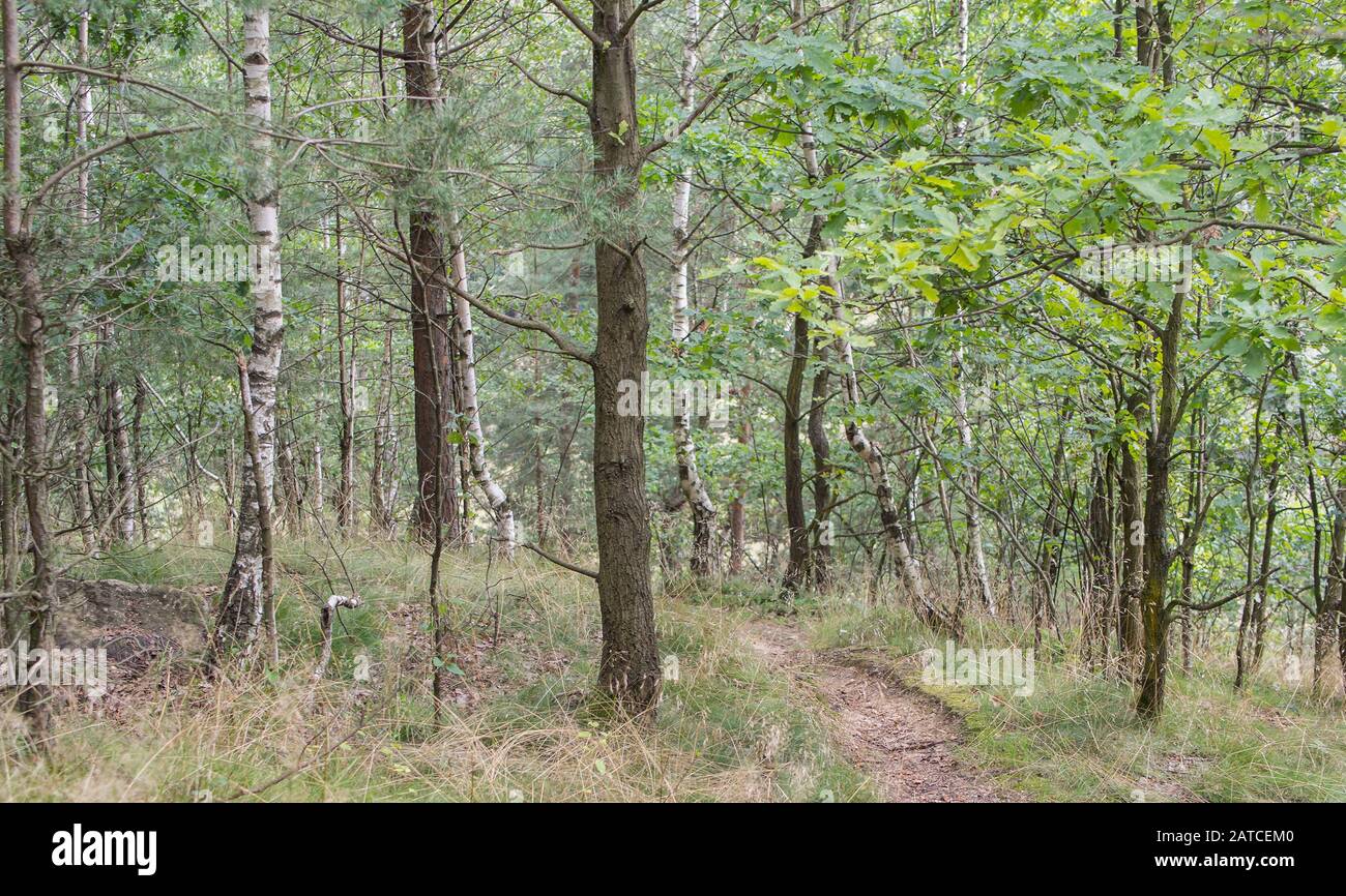 Forest Track In A Mixed Forest In Summer, Nature Background Stock Photo ...