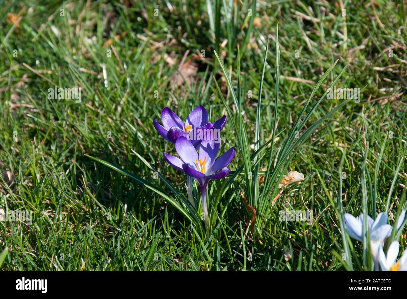 Beautiful spring crocuses, giant crocuses on a green lawn. Purple ...