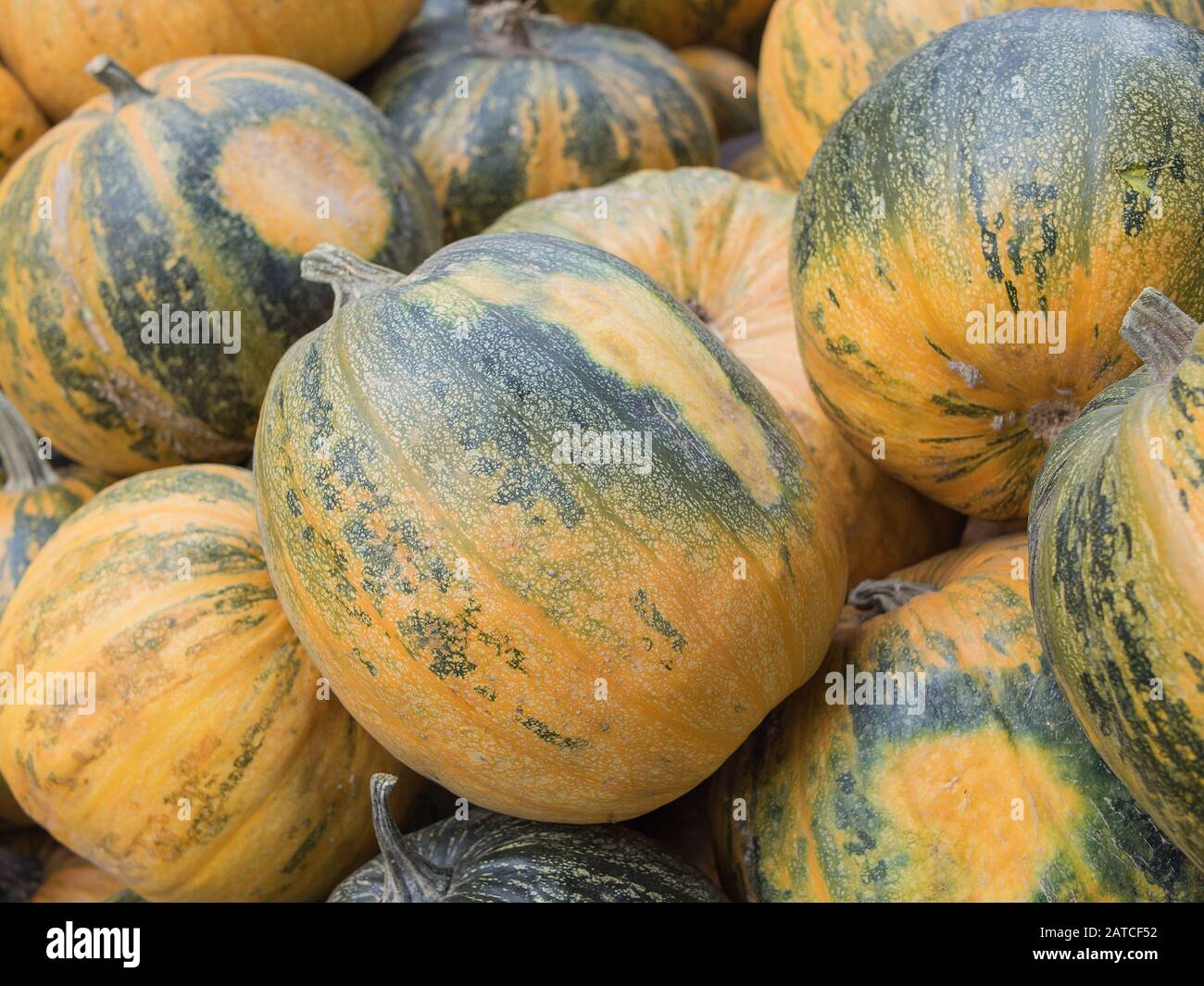 Harvest: Heap of Styrian oil pumpkin, Cucurbita pepo styriaca Stock ...