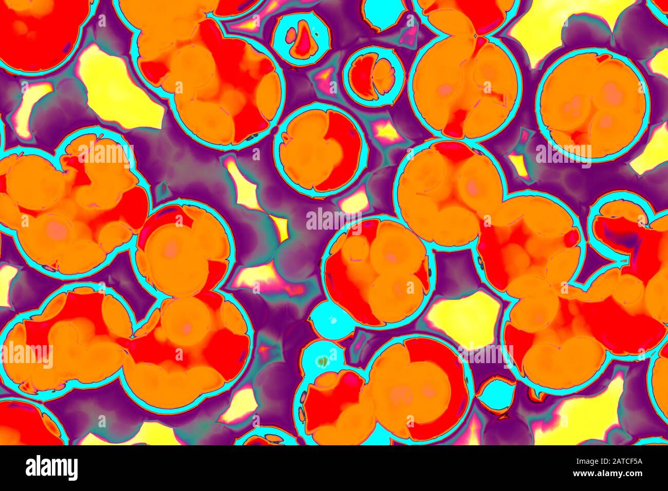 Shape of bacterial cell: cocci, bacilli, spirilla bacteria background ...