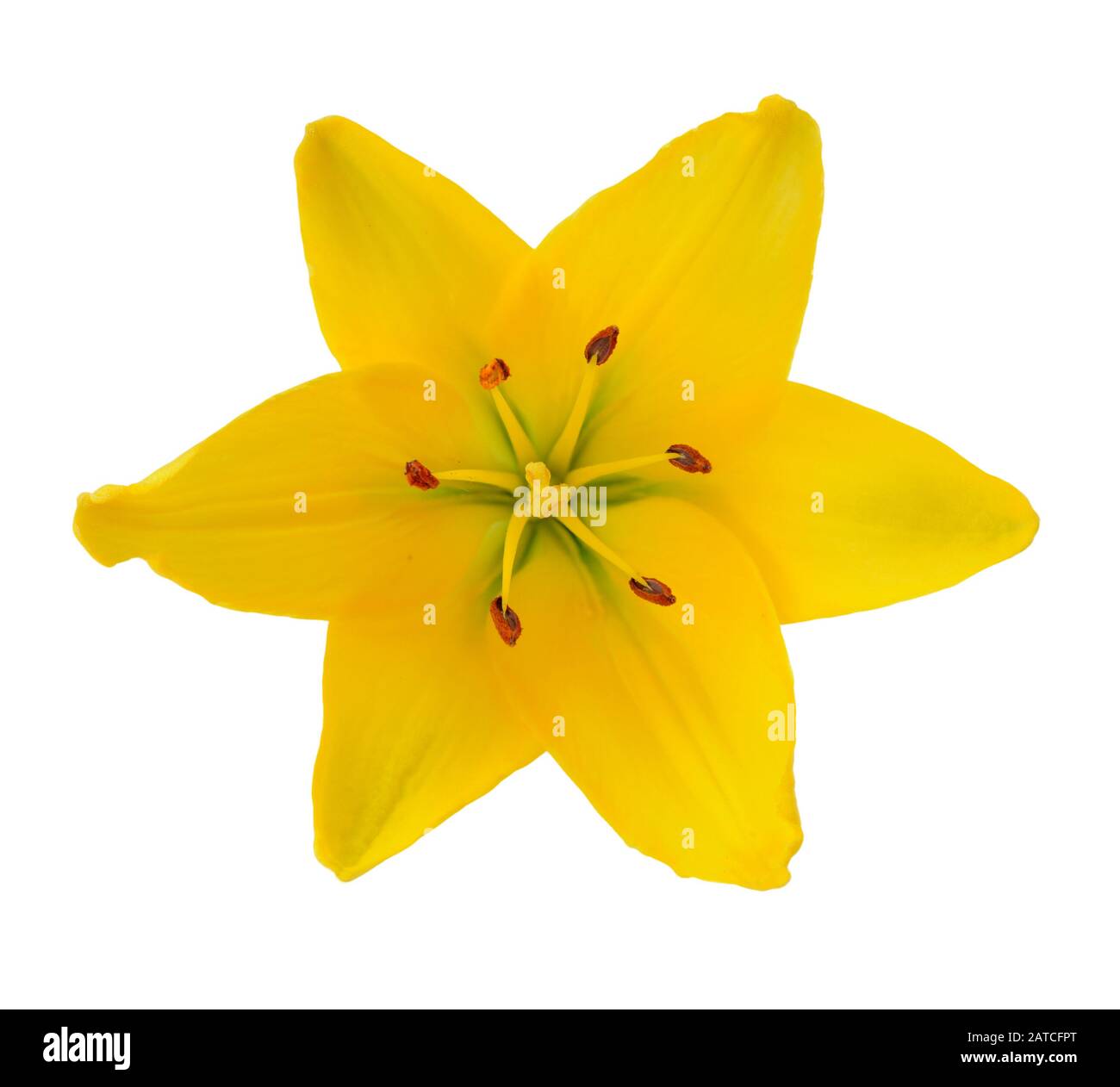 Single yellow lily isolate on white background Stock Photo - Alamy