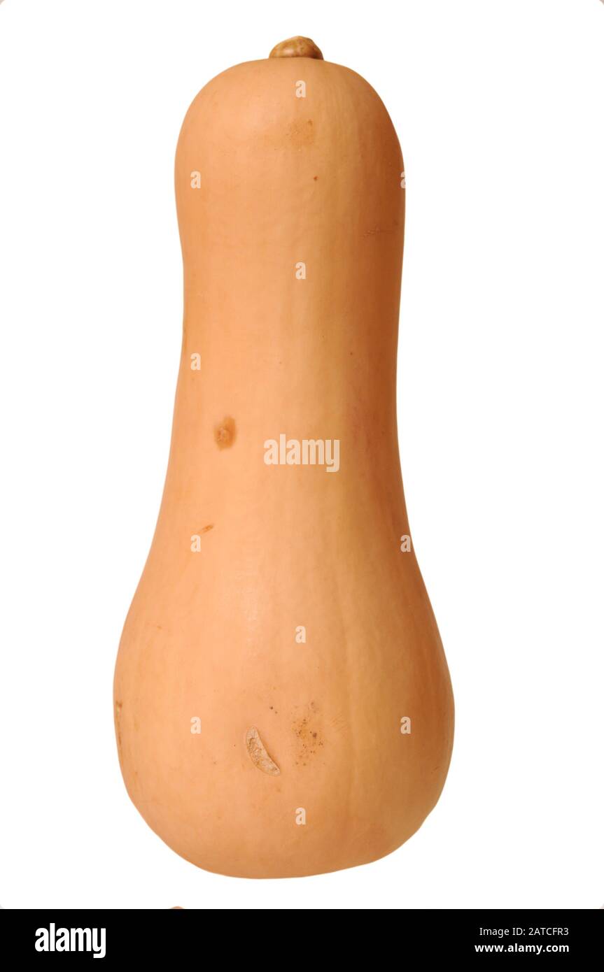 Single buttercup squash isolated on white Stock Photo - Alamy