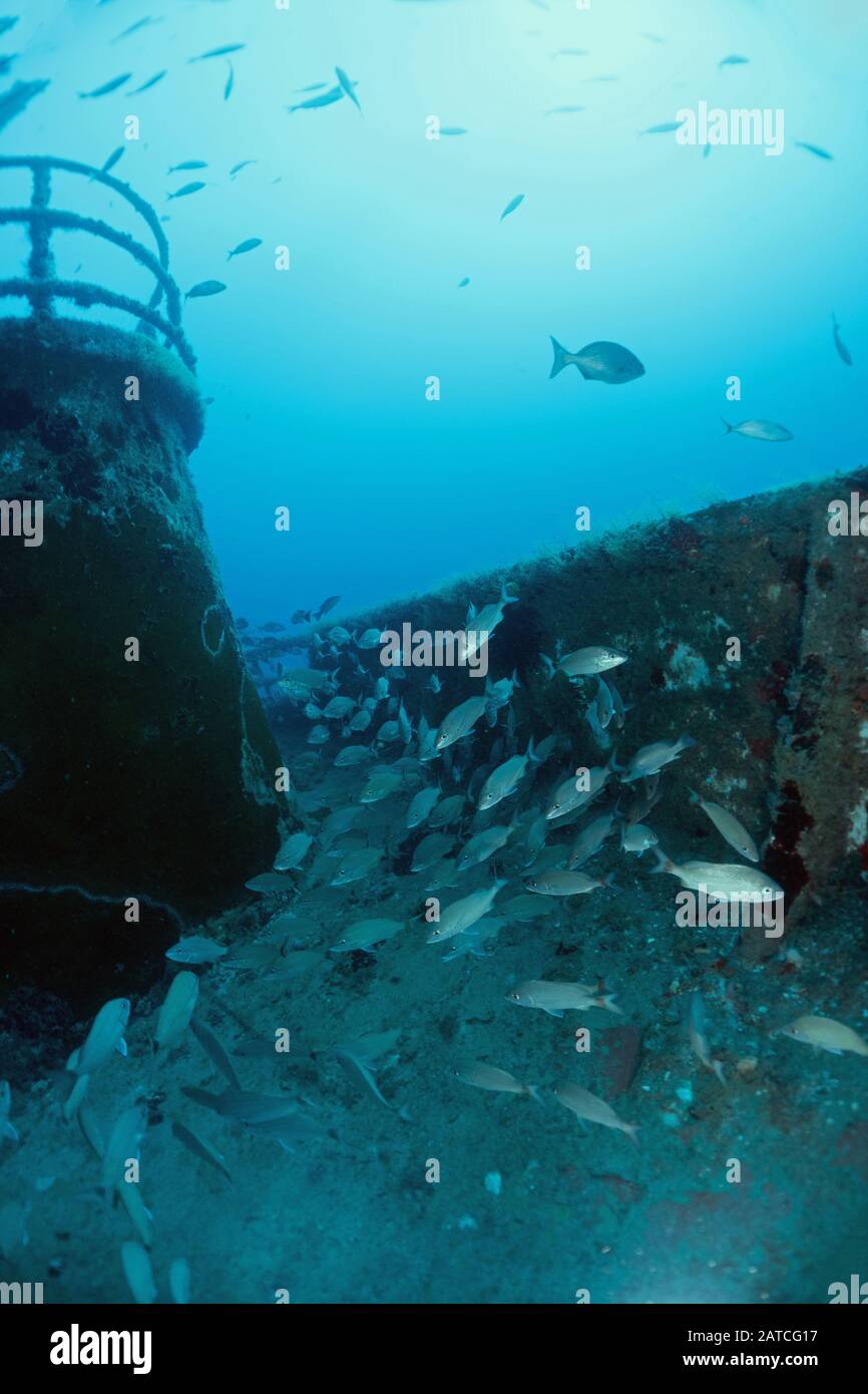 Goliath grouper underwater wreck hi-res stock photography and images ...
