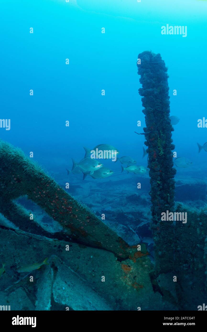 Goliath grouper underwater wreck hi-res stock photography and images ...