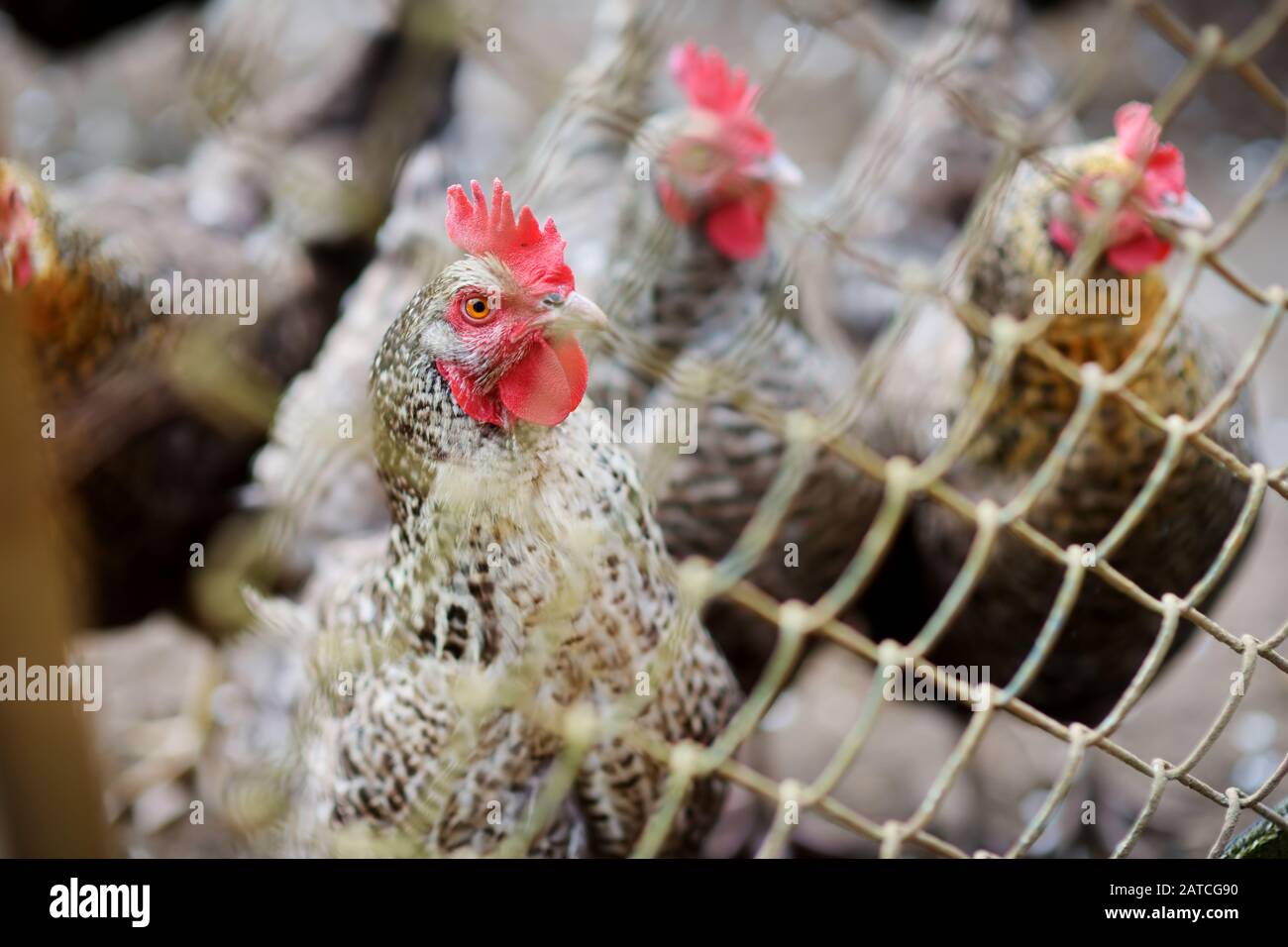 Farm chickens behind a metal fence. Farm animals and birds. Agriculture ...