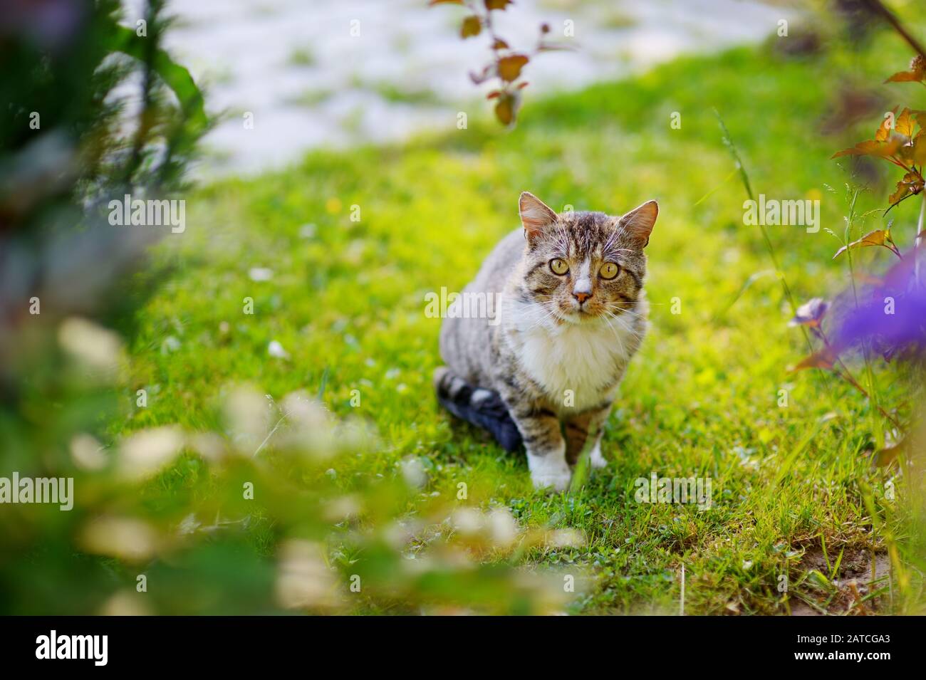 Cute cat outdoors on nice and sunny summer day Stock Photo - Alamy
