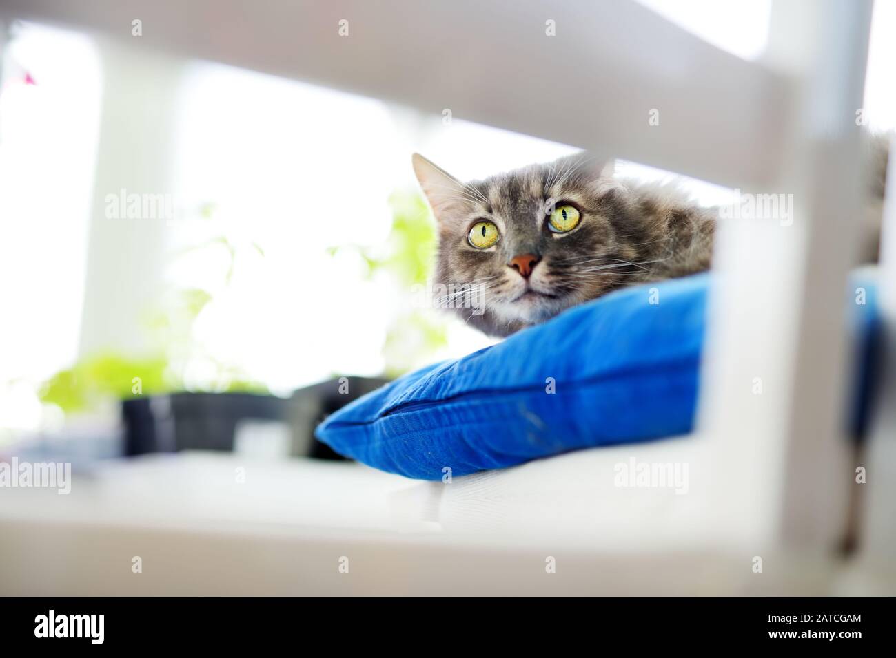 Cute cat sleeping on blue pillow in white bedroom Stock Photo - Alamy