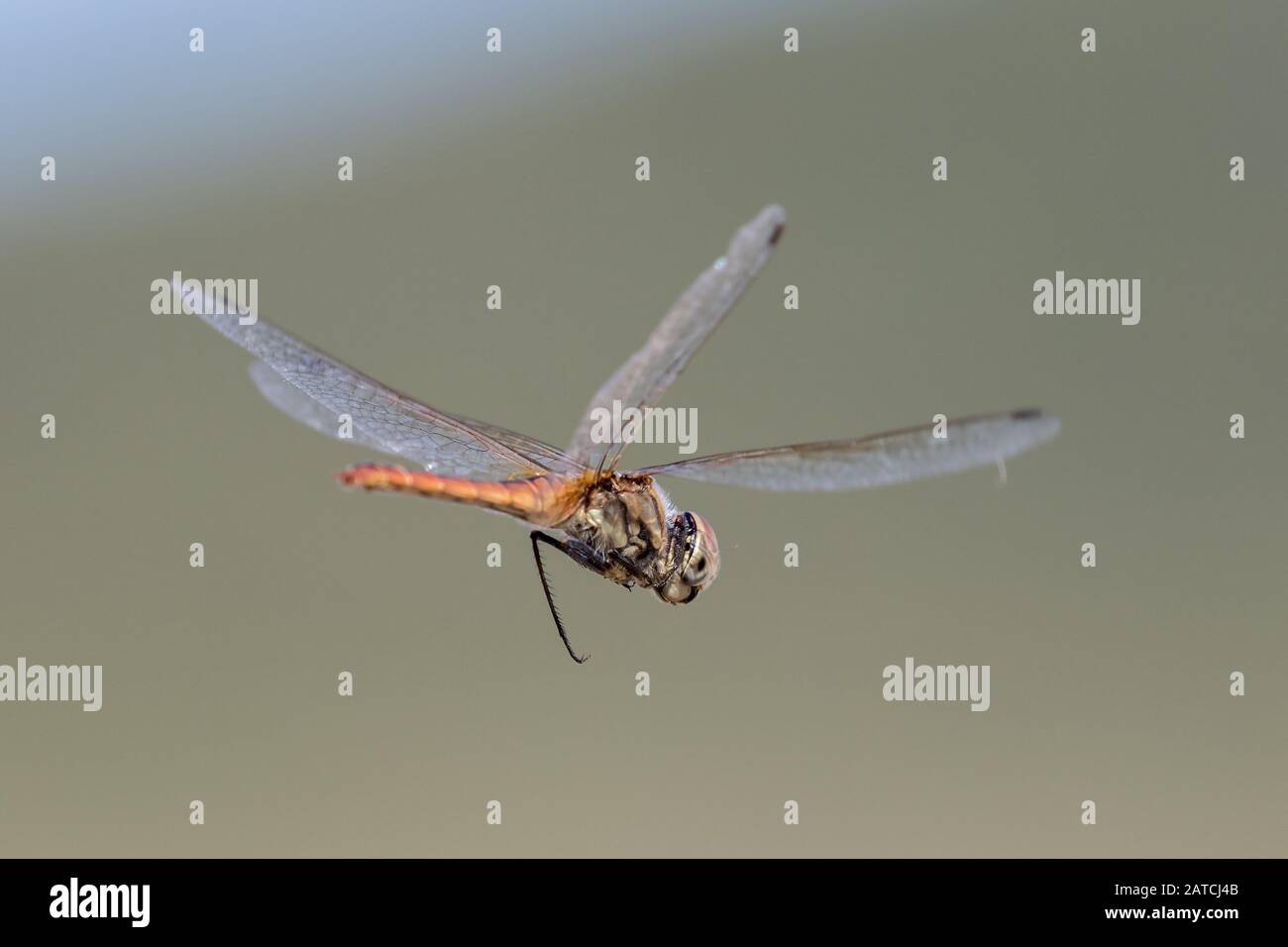 Dragonfly in flight Stock Photo - Alamy