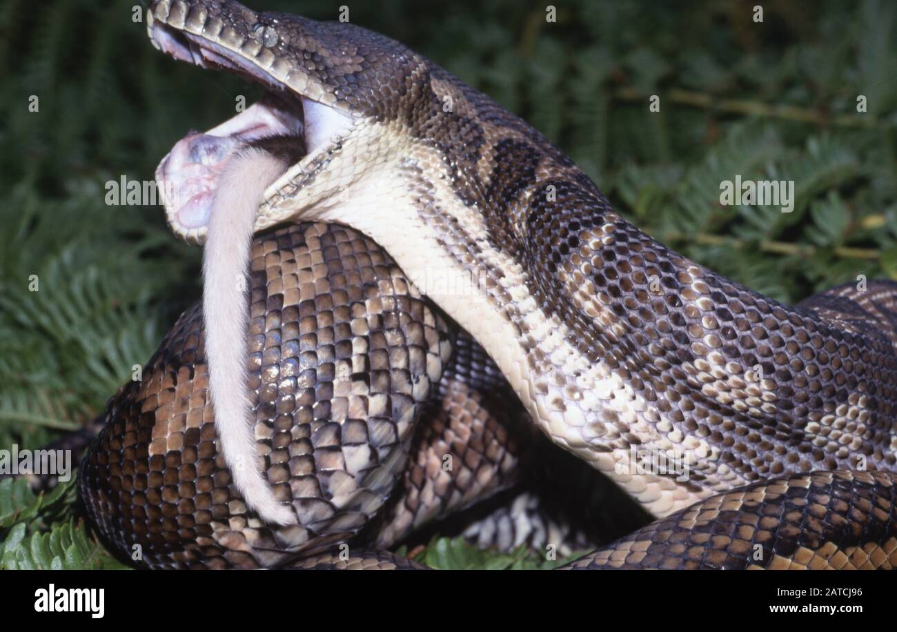 Snake feeding hi-res stock photography and images - Alamy