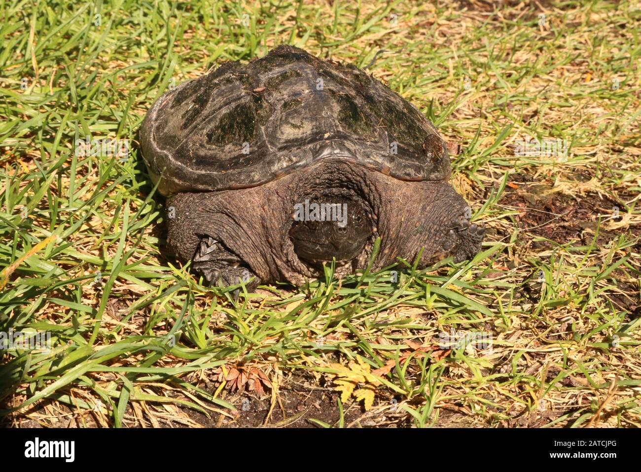 Snapping turtle in wetland hi-res stock photography and images - Alamy