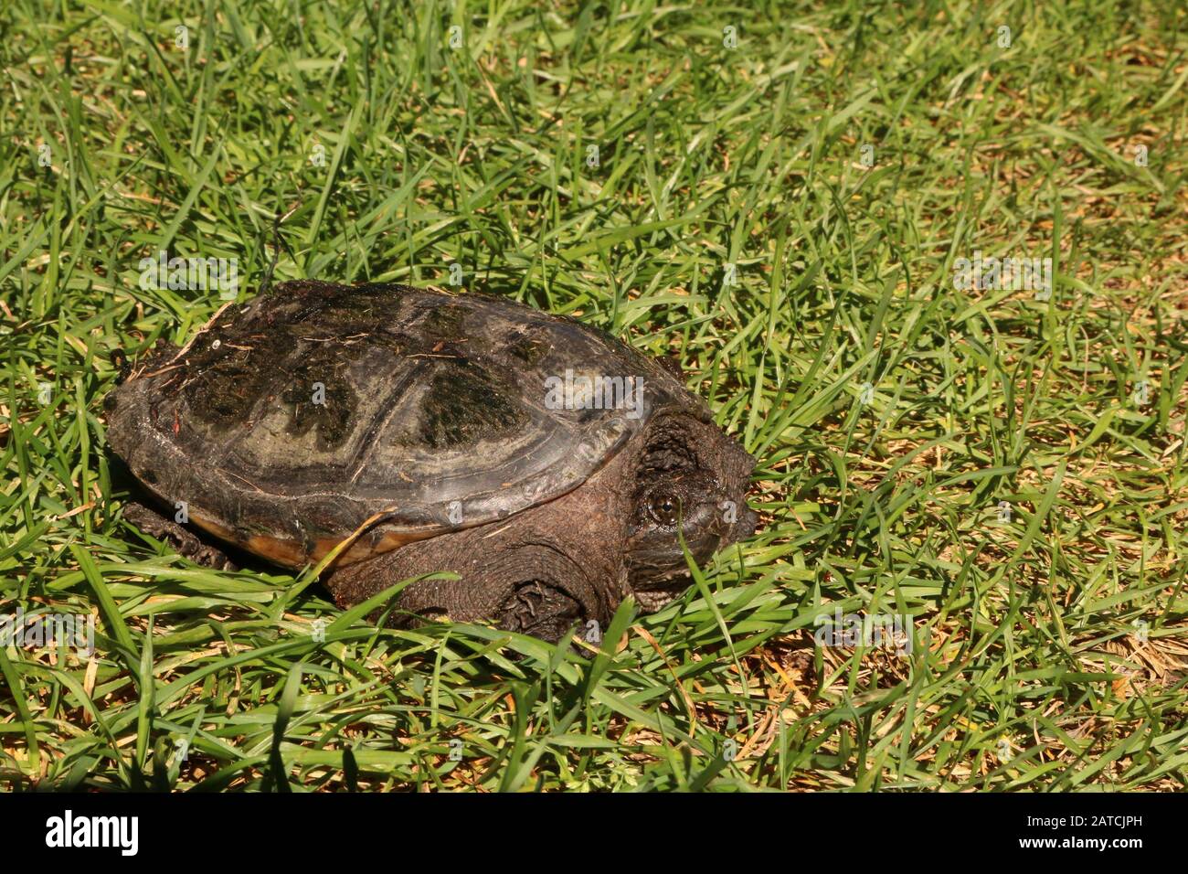 Adult Snapping Turtle Stock Photo - Alamy