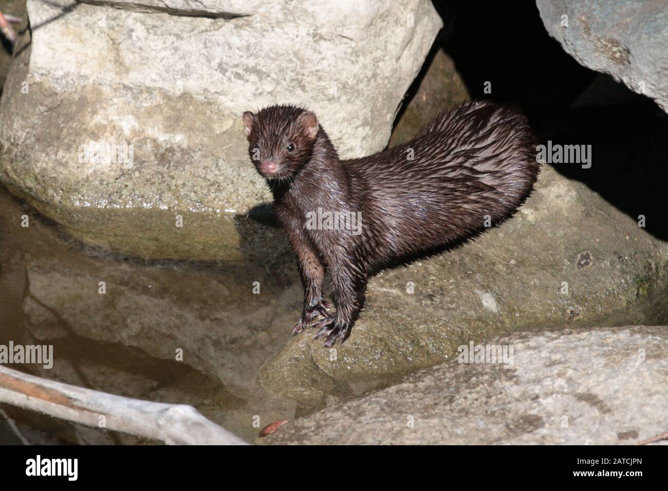 Mink frogs hi-res stock photography and images - Alamy