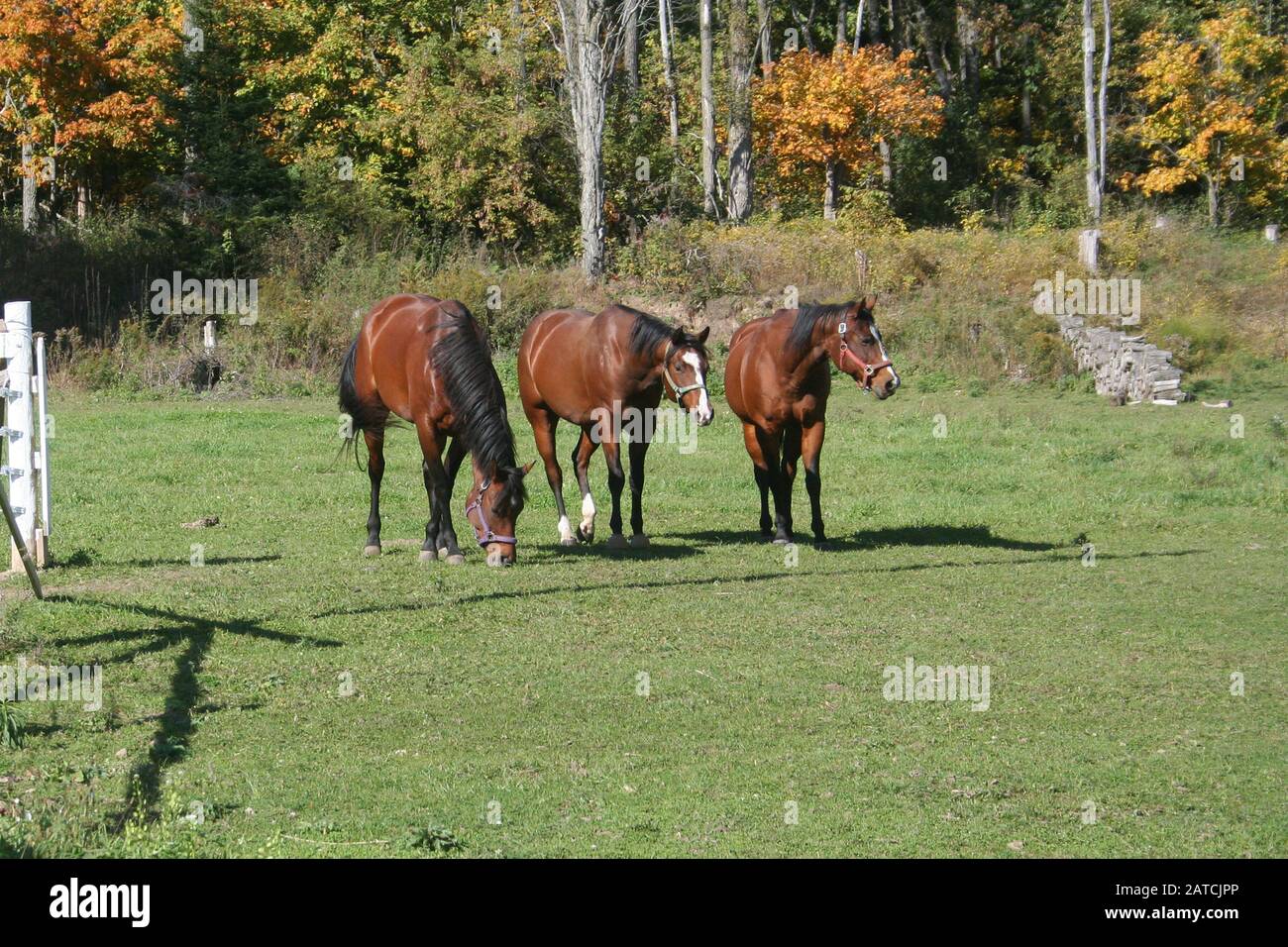 Quarter horse trail hi-res stock photography and images - Alamy