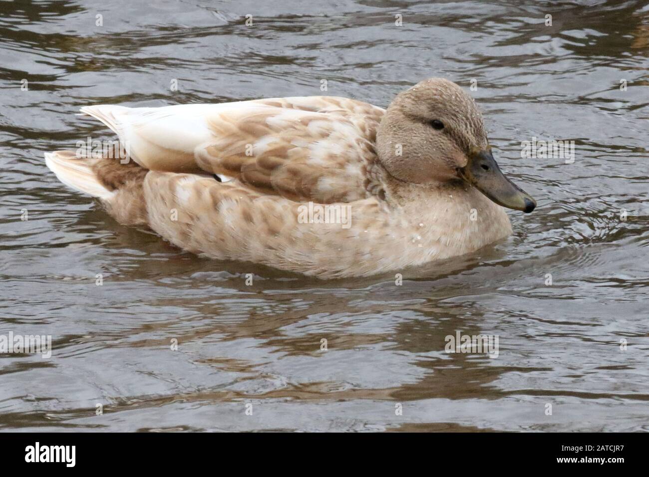 Leucistic Mallard Hen Stock Photo - Alamy